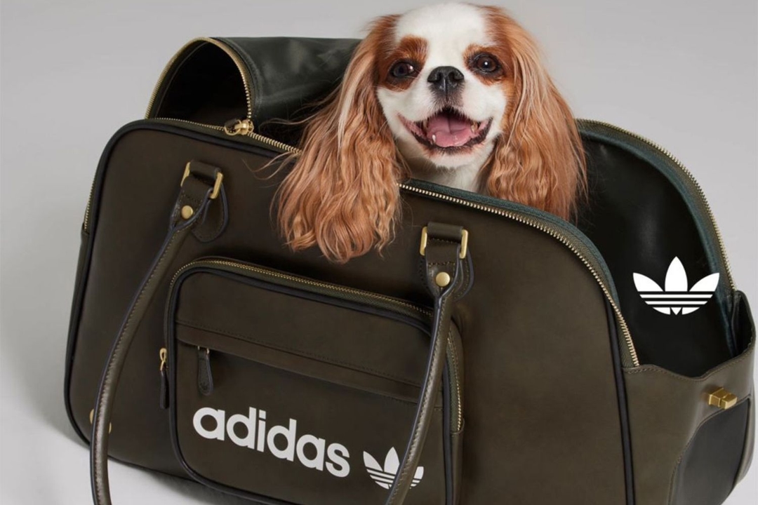 The Ultimate adidas Campus FAQ